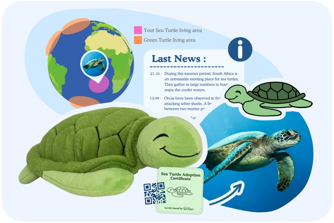 Turtle Adoption Cap – ClubOcean